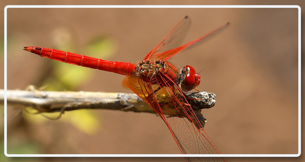 துன்பத்தில் இன்பம் - சிறுவர் கதை - வாசகசாலை | இலக்கிய அமைப்பு | சென்னை ...
